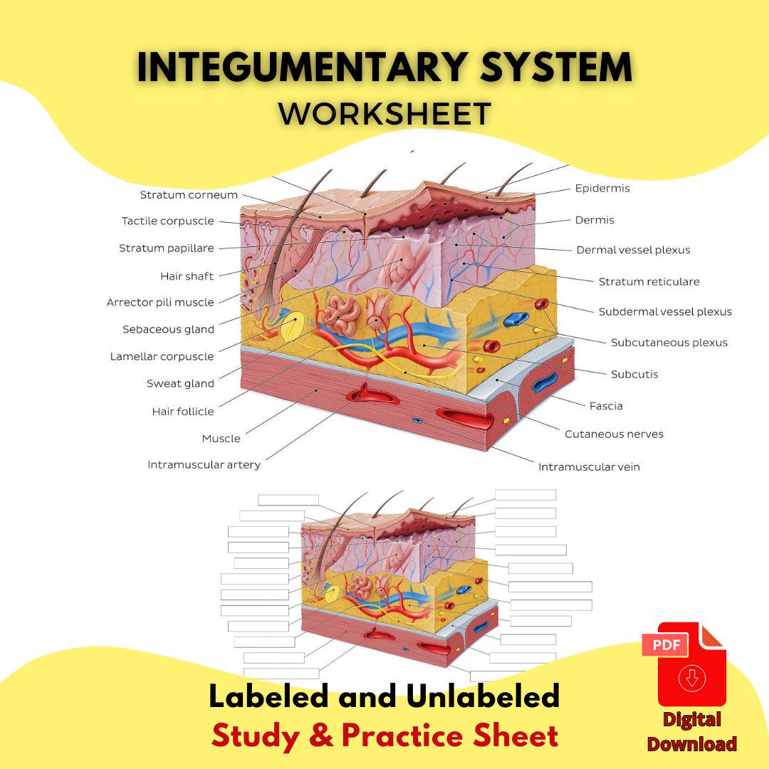 Human Skin and Structures Chart INTEGUMENTARY System Anatomy Worksheet ...