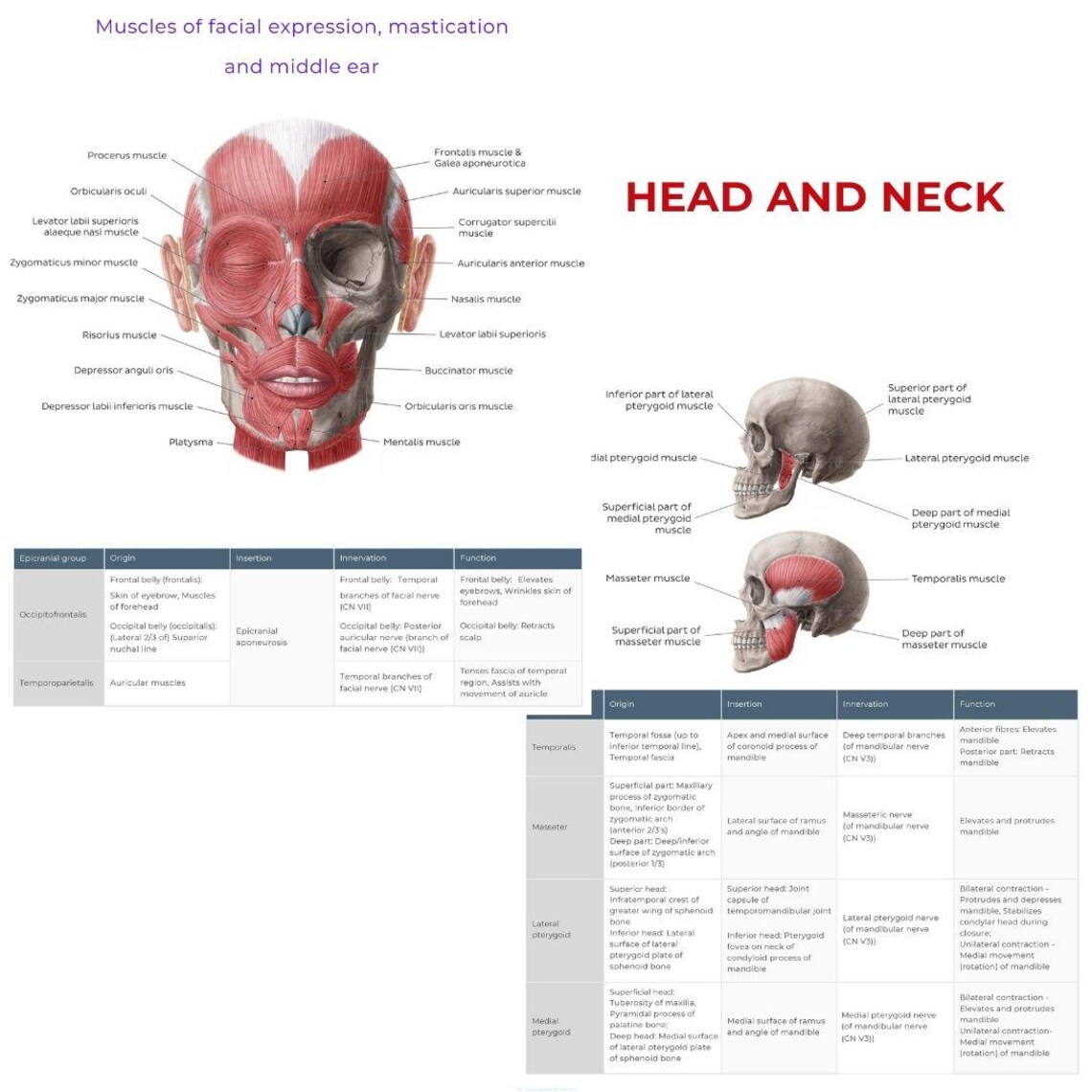 Printable Muscle Anatomy Charts 600+ Muscles Study Guide Full Body ...