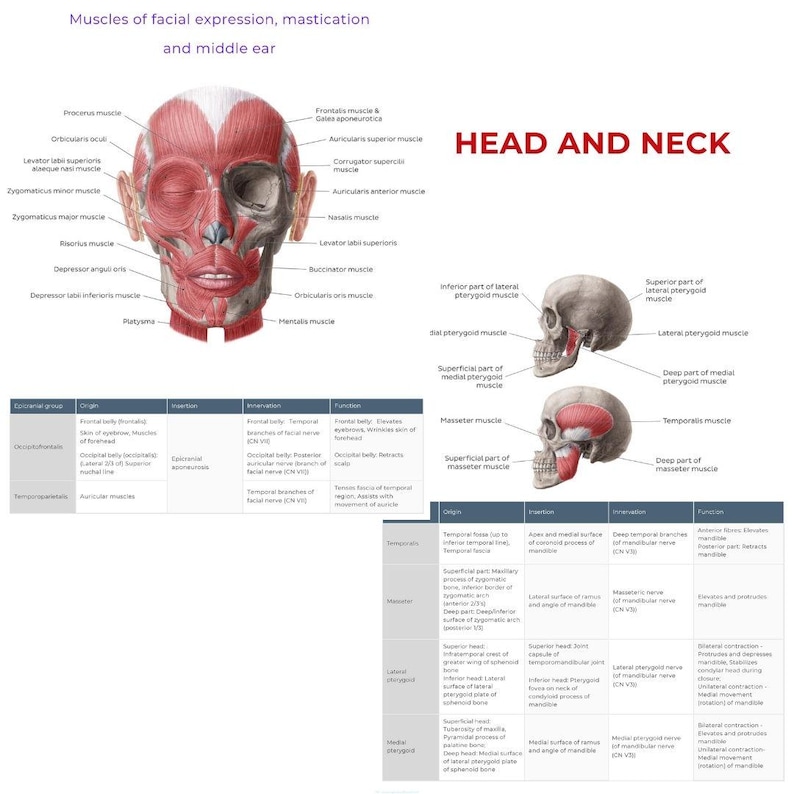 Printable Muscle Anatomy Charts 600+ Muscles Study Guide Full Body ...