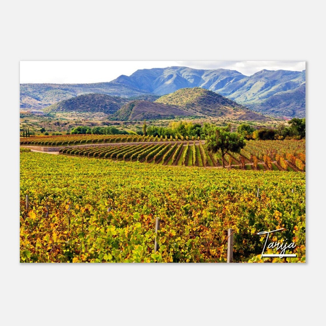 Tarija Bolivia Travel Poster Wall Art Tarija Vineyards Home Decor ...