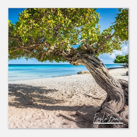 Divi Divi Tree Art Print