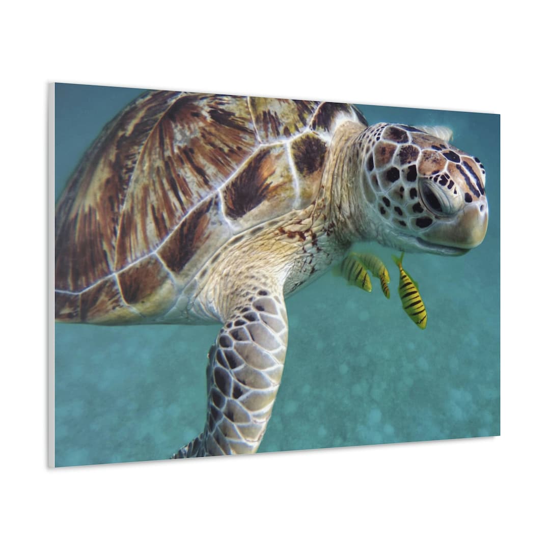 CANVAS ART - Sea Turtle Wall Art | Turtle Art | Turtle Canvas Art ...
