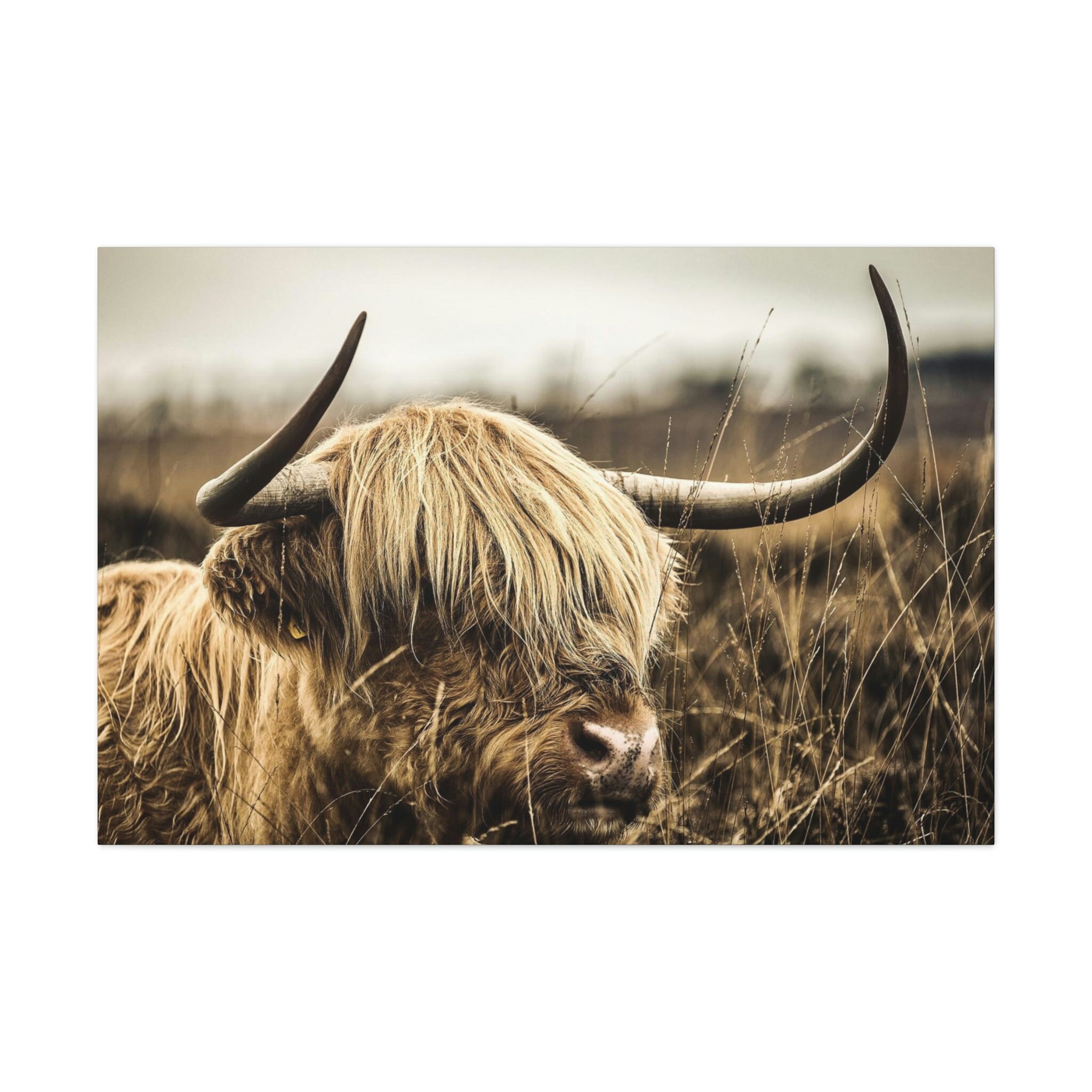 CANVAS ART - Highland Cow Wall Art | Long Horn Bull Art | Bull Art ...