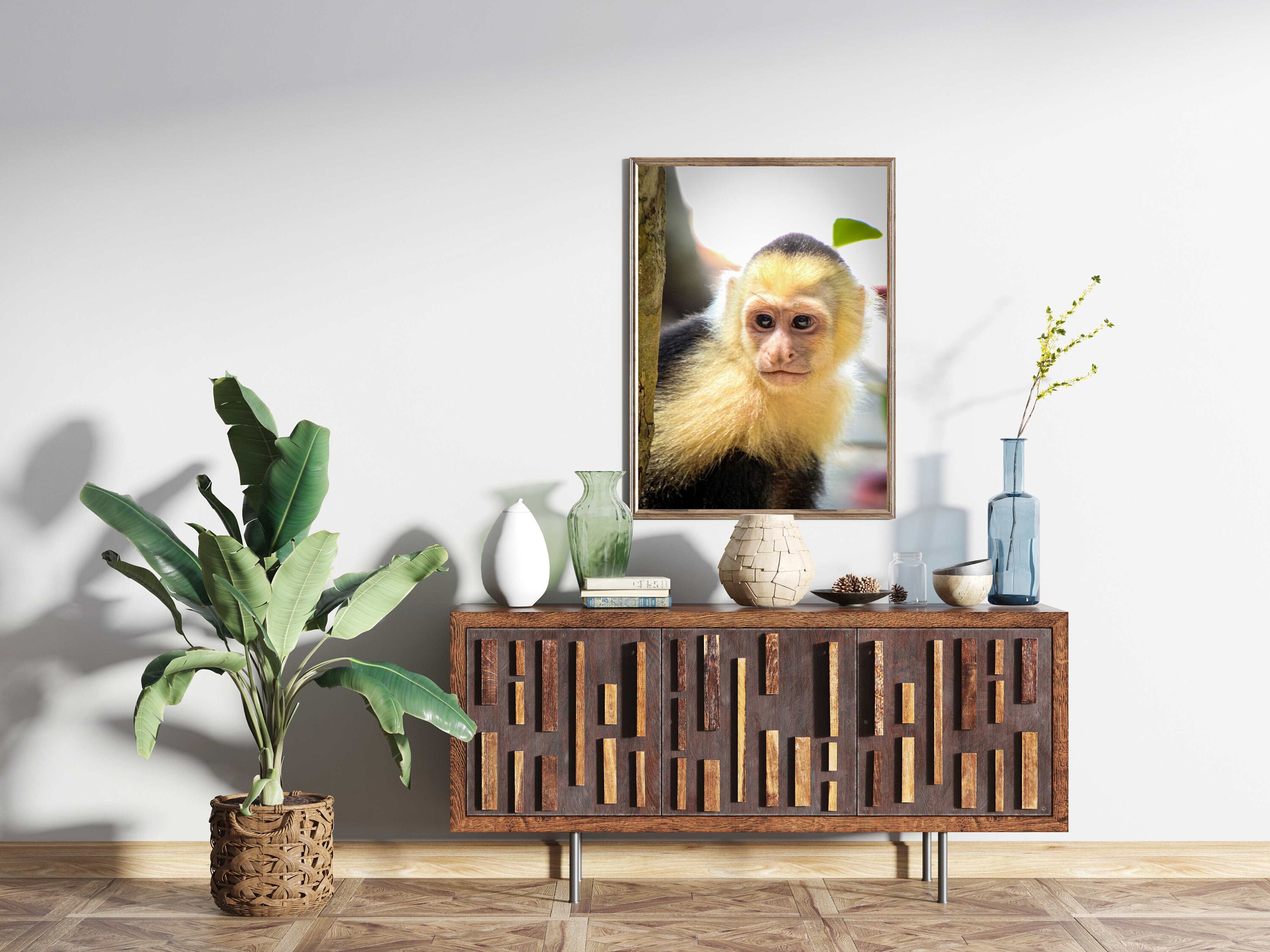 Cute Juvenile White-faced Capuchin Monkey 2 Fine Art Photograph Metal ...