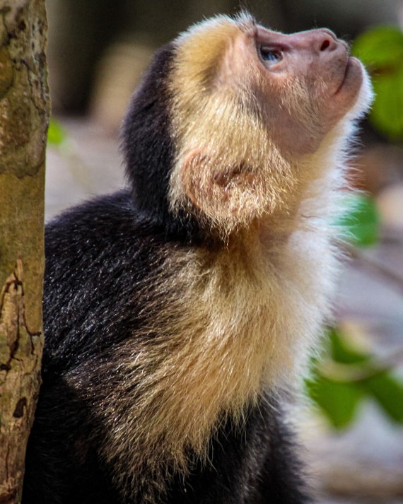 Capuchin Monkey Cute
