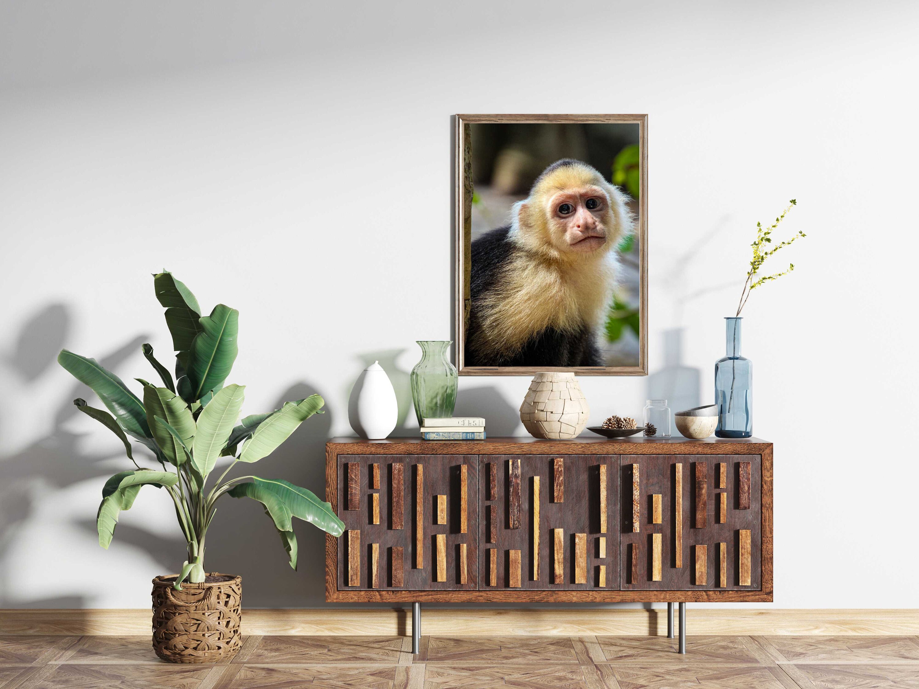 Cute Juvenile White-faced Capuchin Monkey Fine Art Photograph Metal ...
