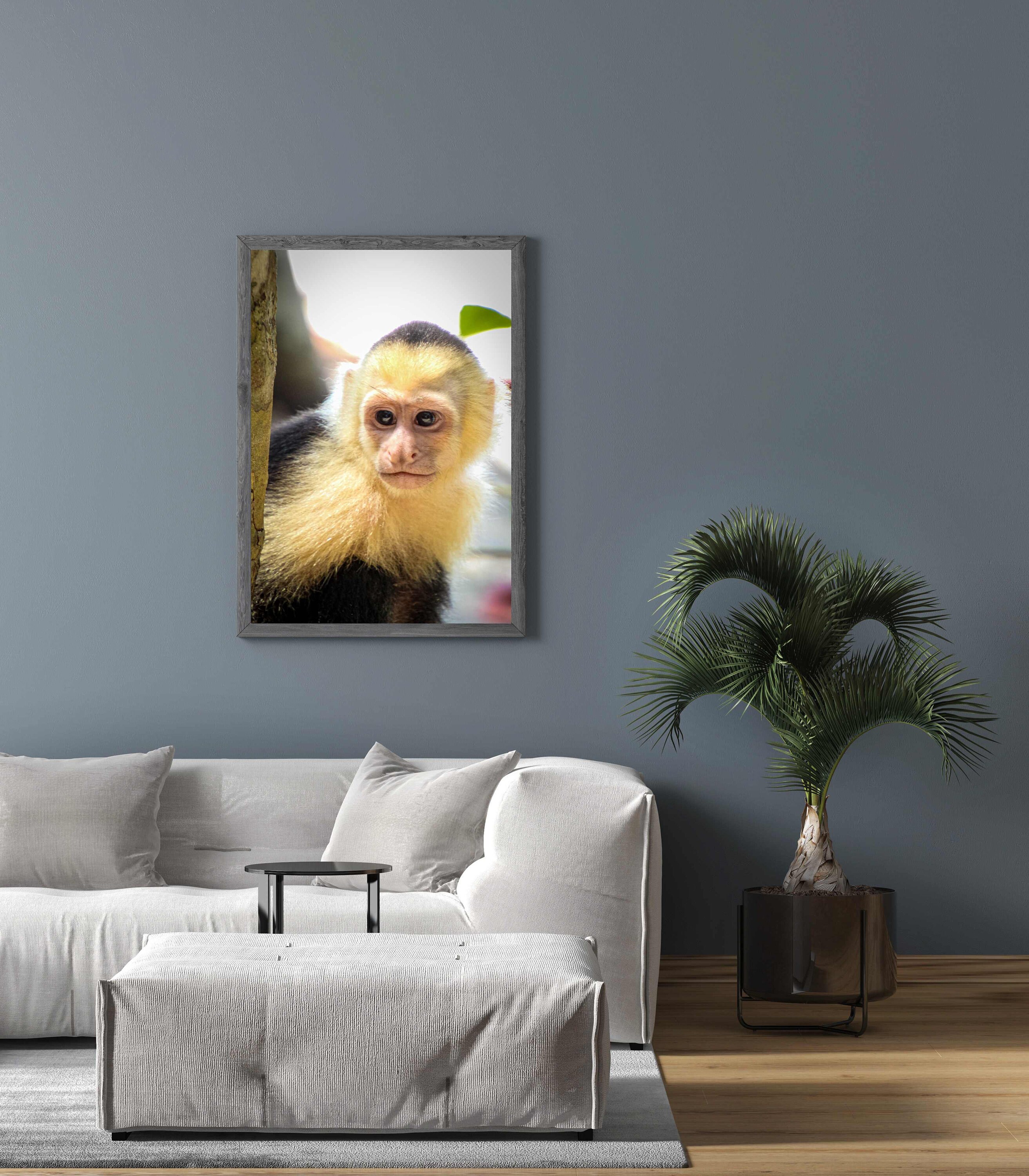 Cute Juvenile White-faced Capuchin Monkey 2 Fine Art Photograph Metal ...