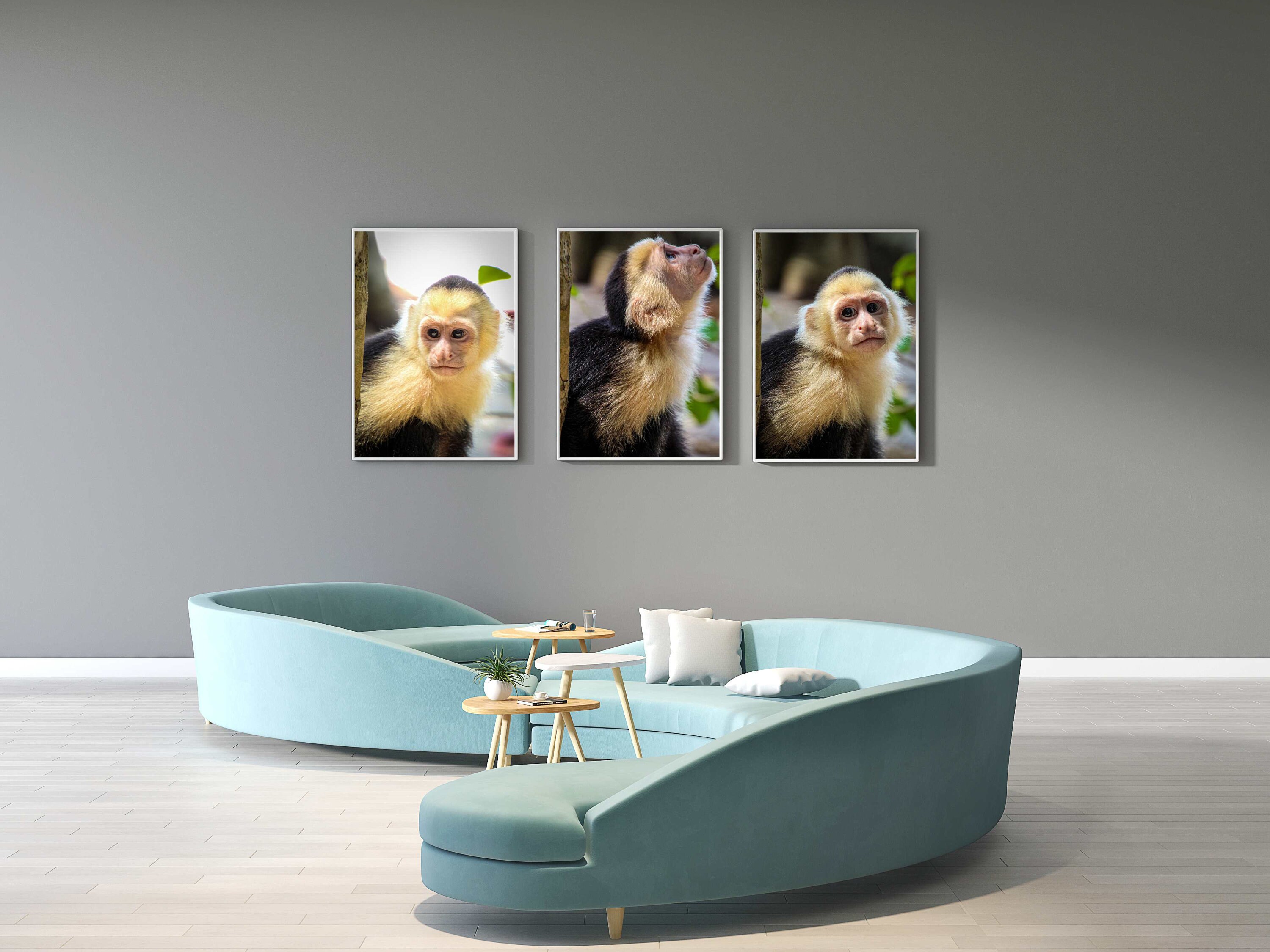 Cute Juvenile White-faced Capuchin Monkey 3 Fine Art Photograph Metal ...