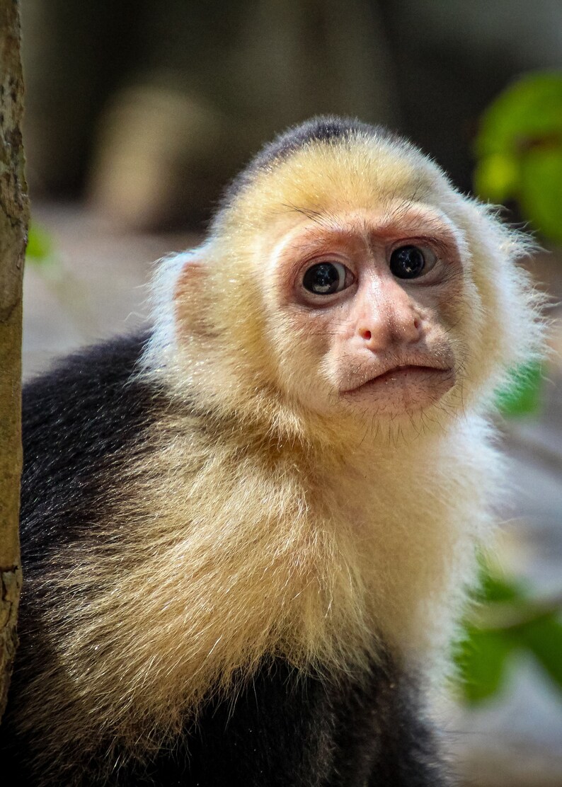 Cute Juvenile White-faced Capuchin Monkey Fine Art Photograph Metal ...