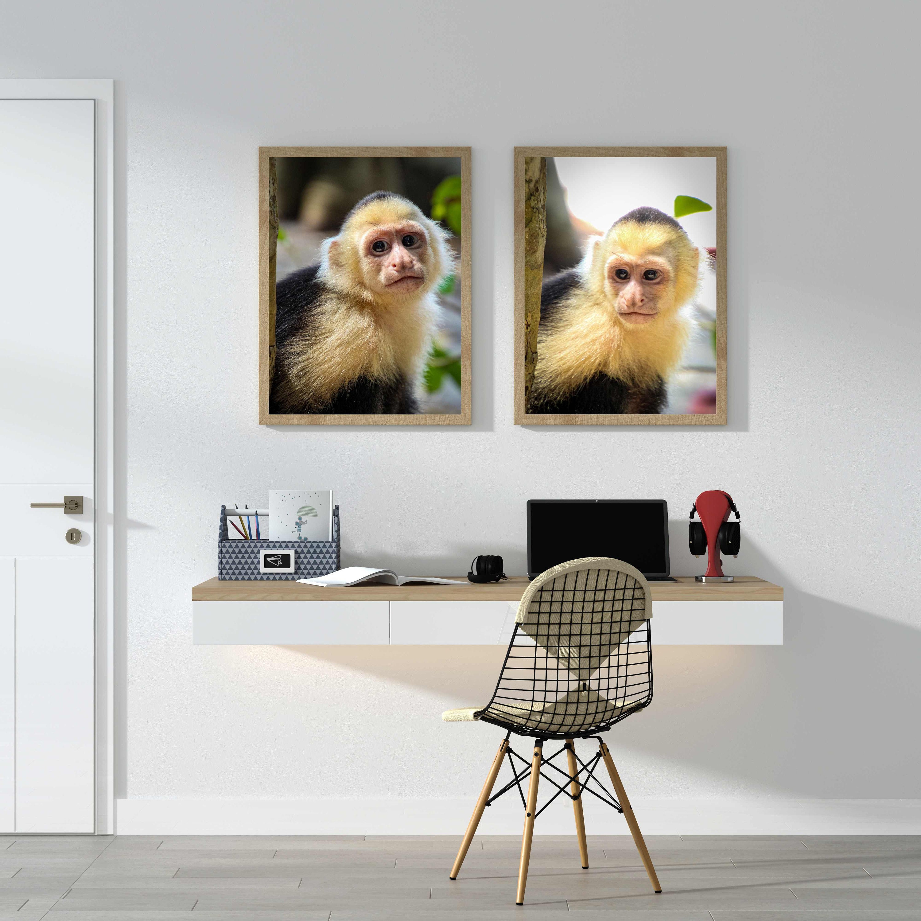 Cute Juvenile White-faced Capuchin Monkey Fine Art Photograph Metal ...