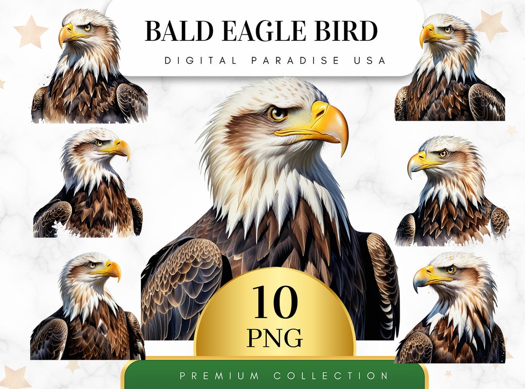Set of 10, Bald Eagle Clipart, Eagle PNG, Wildlife Clipart, Bird ...