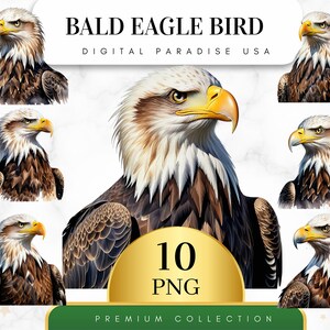 Set of 10, Bald Eagle Clipart, Eagle PNG, Wildlife Clipart, Bird ...