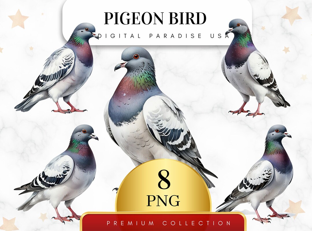 Set of 8, Pigeon Clipart, Cute Bird PNG, Watercolor Pigeon, Bird ...