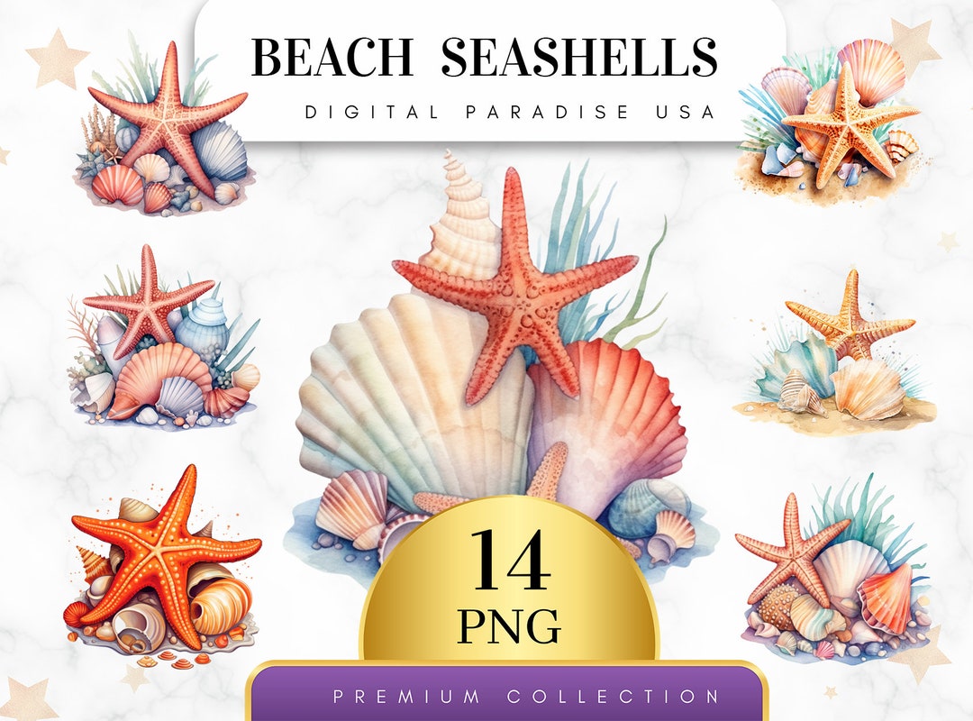 Set of 14, Beach Seashells Clipart, Seashell PNG, Summer Clipart ...