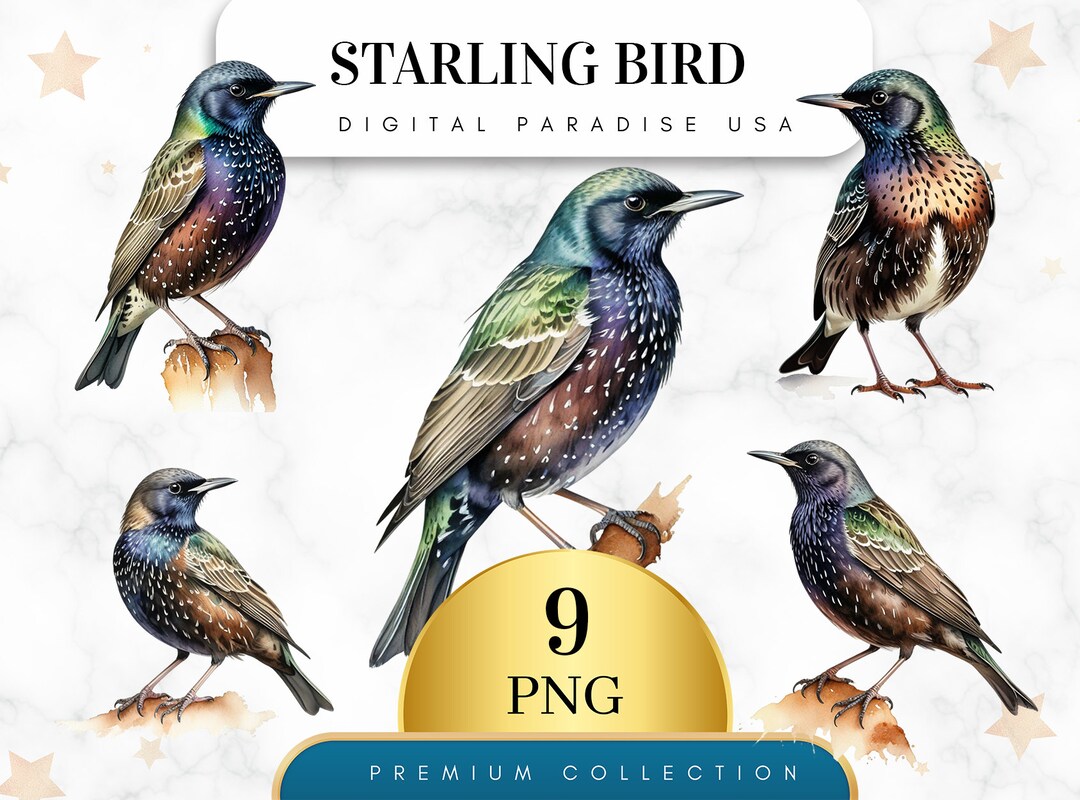 Set von 9, Aquarell Star Vogel Clipart, Vogel PNG, Natur Clipart ...