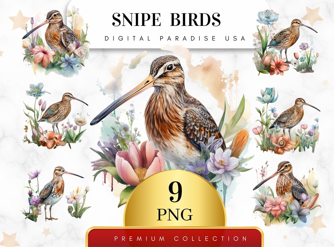 Set of 9, Watercolor Snipe Birds Clipart, Birds PNG, Snipe Birds PNG ...