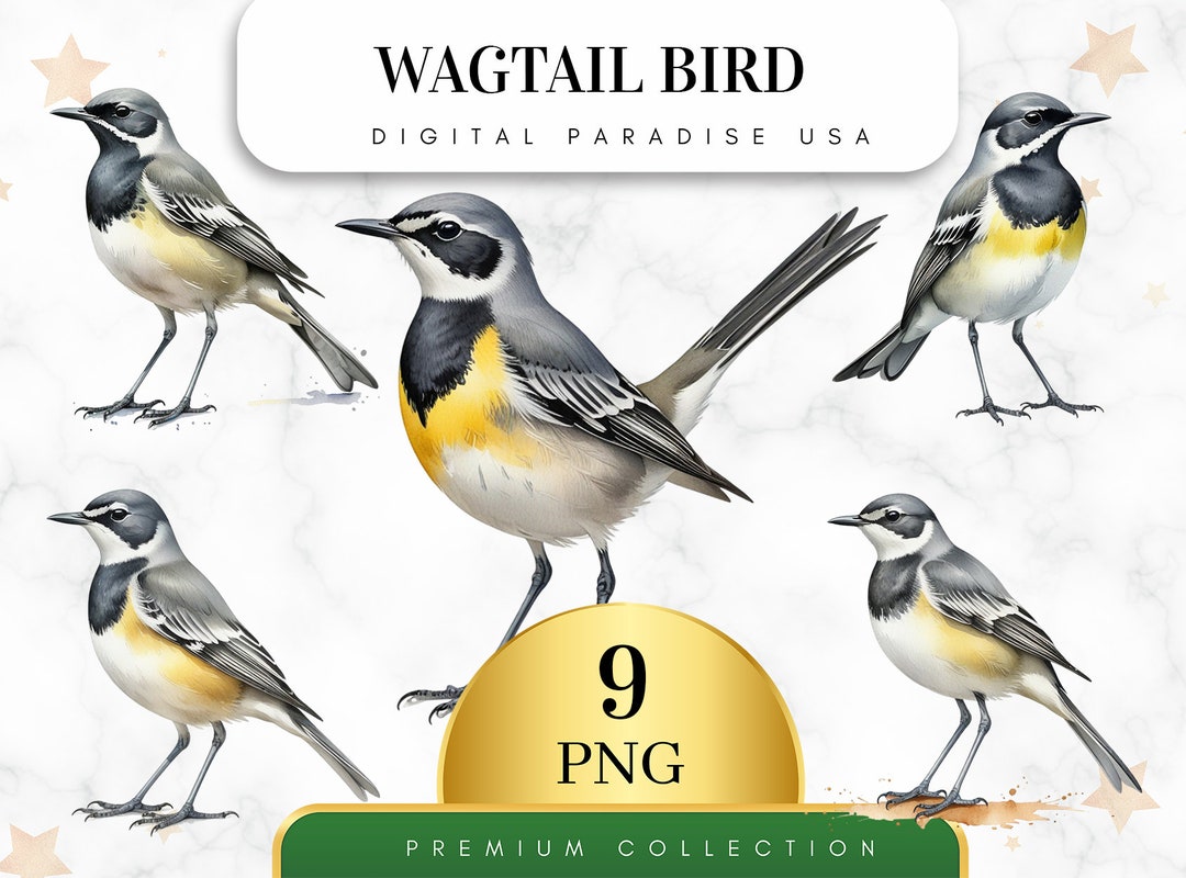 Set of 9, Watercolor Wagtail Bird Clipart, Bird PNG, Nature Clipart ...