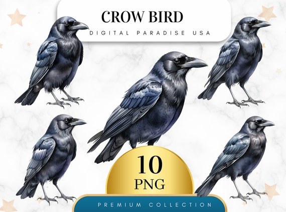 Crow Graphics Set