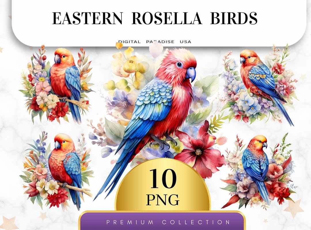 Set von 10, östliche Rosella Vögel Clipart, Aquarell Vögel, Rosella PNG ...