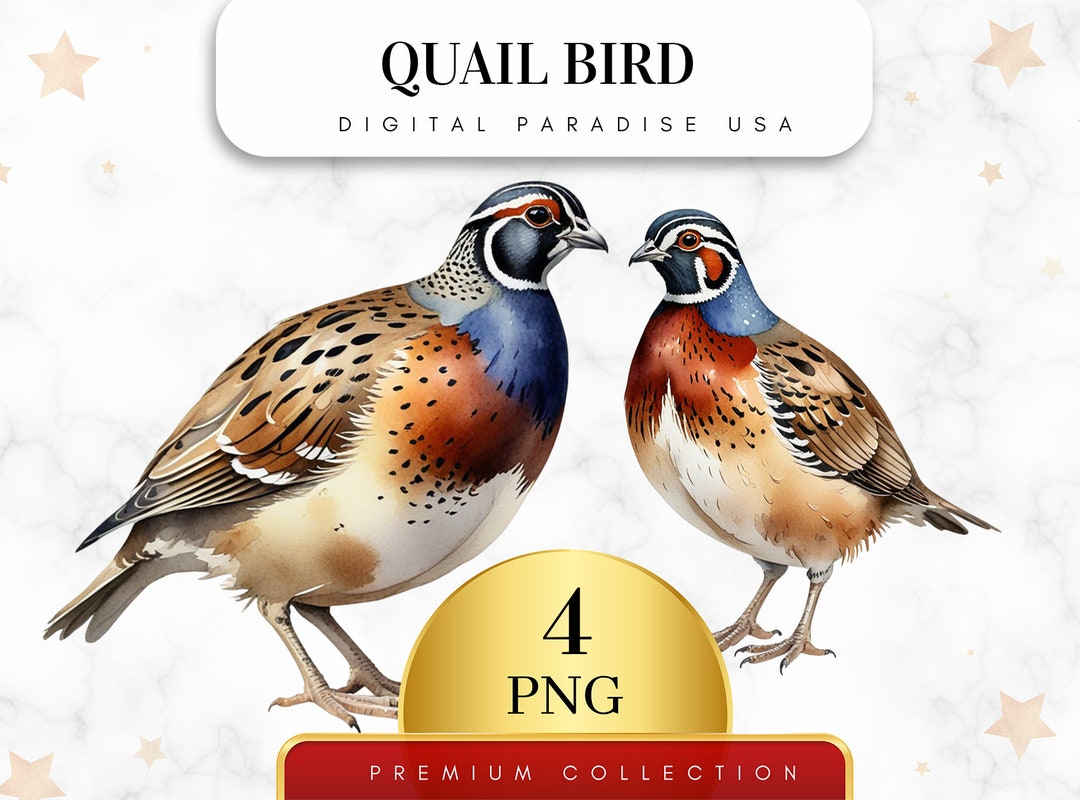 Set of 4, Quail Bird Clipart, Quail PNG, Wildlife Clipart, Bird ...