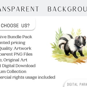 Set of 9, Skunk Forest Clipart, Skunk PNG, Woodland Animals PNG, Animal ...
