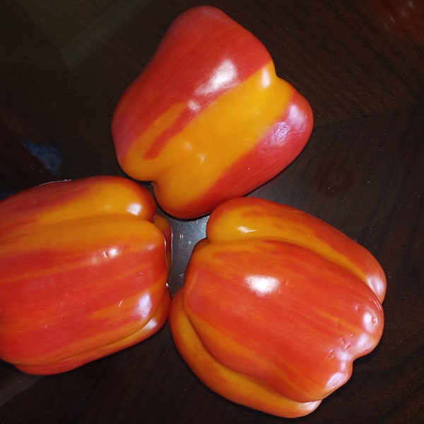 Bell Pepper Seeds - Etsy