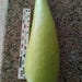 10 Edible Long Bottle Gourd Seeds/asian Indian Opo Squash/dudi/calabash ...