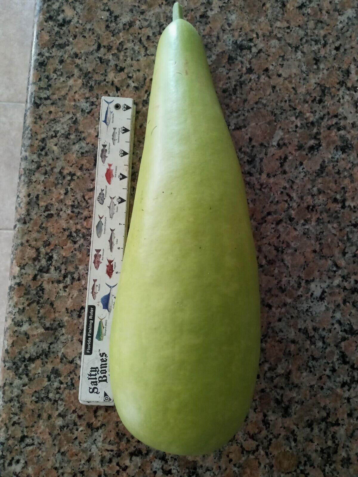 10 Edible Long Bottle Gourd Seeds/asian Indian Opo Squash/dudi/calabash ...