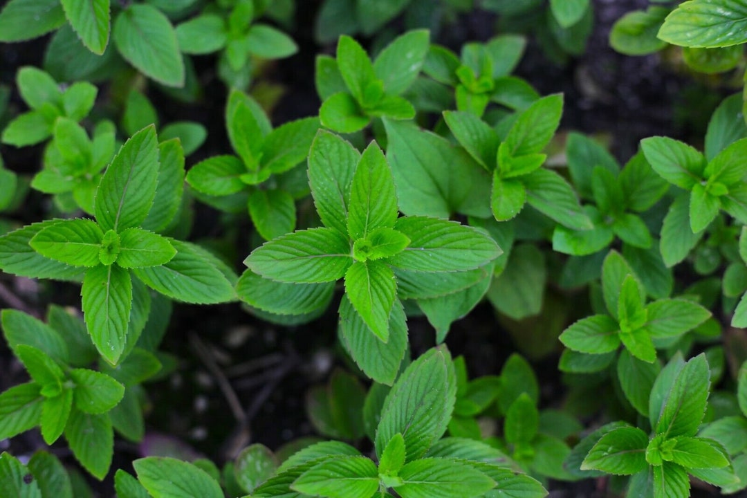 10 Organic Bare Roots Chocolate Mints Rau Hung Cay Culinary Herbs ...