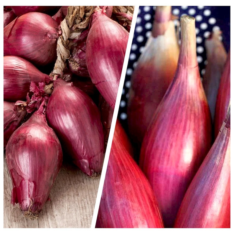 500+ 1000+ Organic Italian Red Torpedo Onion Seeds, Rossa Di Tropea ...