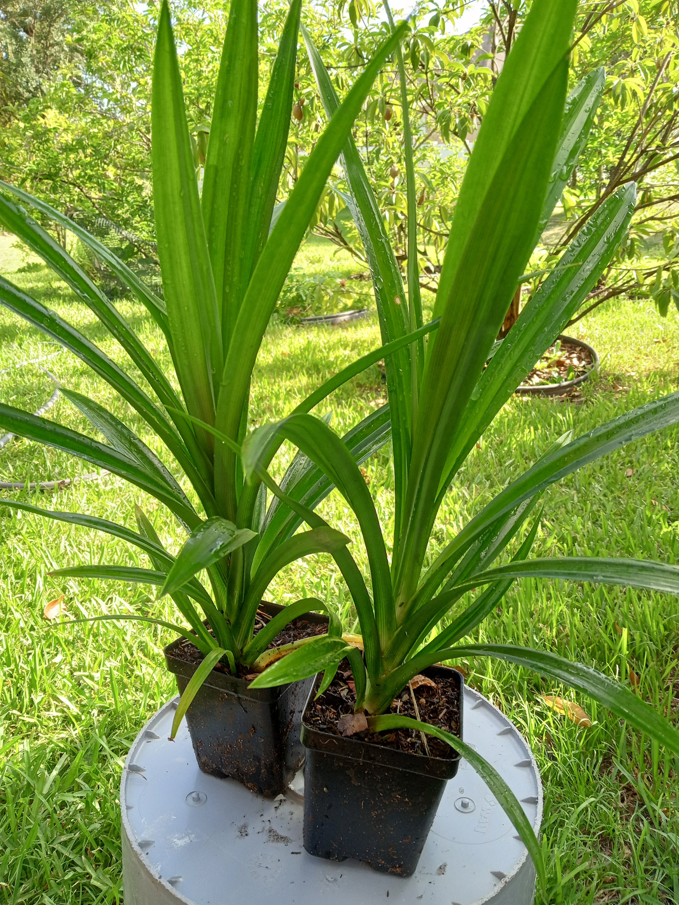 1 Pot Pandan Live Plants -pandanus Amaryllifolius - Cây Lá Dứa. We Ship ...