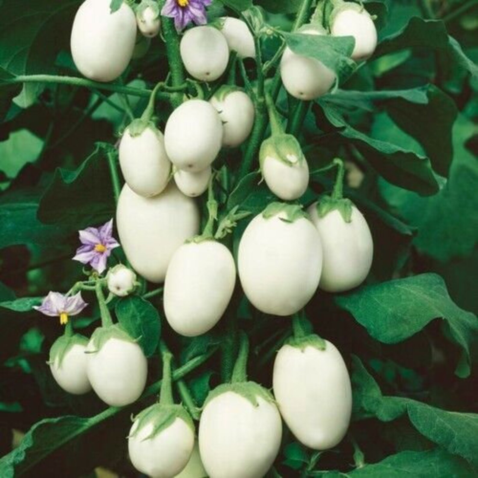 100+ Japanese Rare Heirloom Eggplant Kyoto Egg-shape Cà Pháo Trắng ...