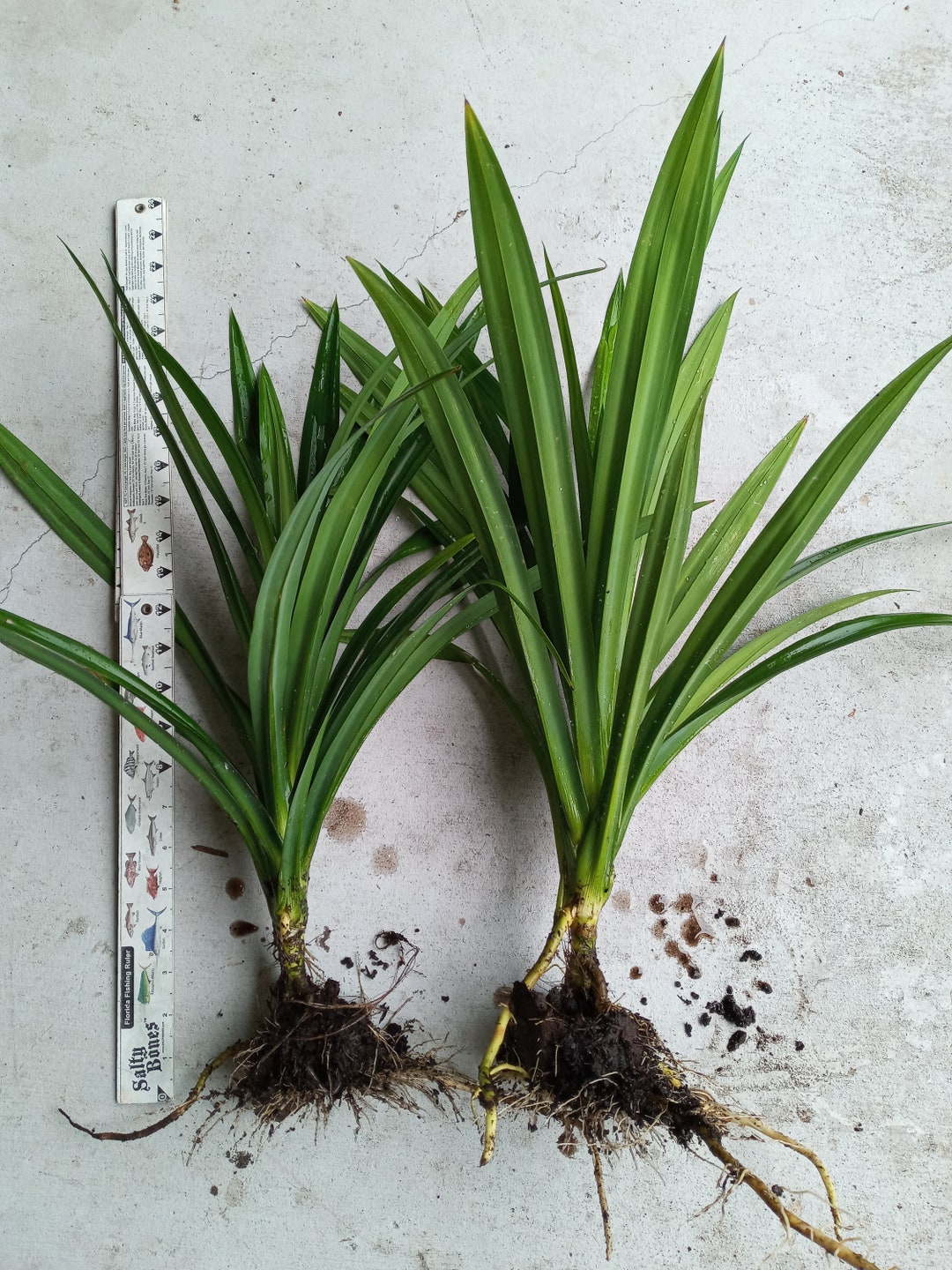 2 ( TWO) Rooted 14" - 18" Pandan Live Plants -pandanus Amaryllifolius ...