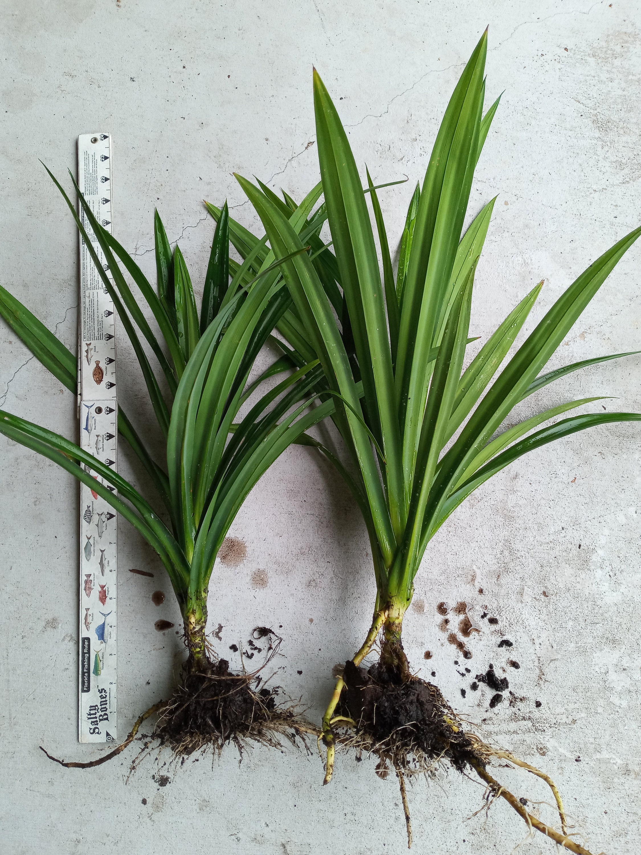 2 TWO Rooted 14 18 Pandan Live Plants pandanus Amaryllifolius Cây Lá ...