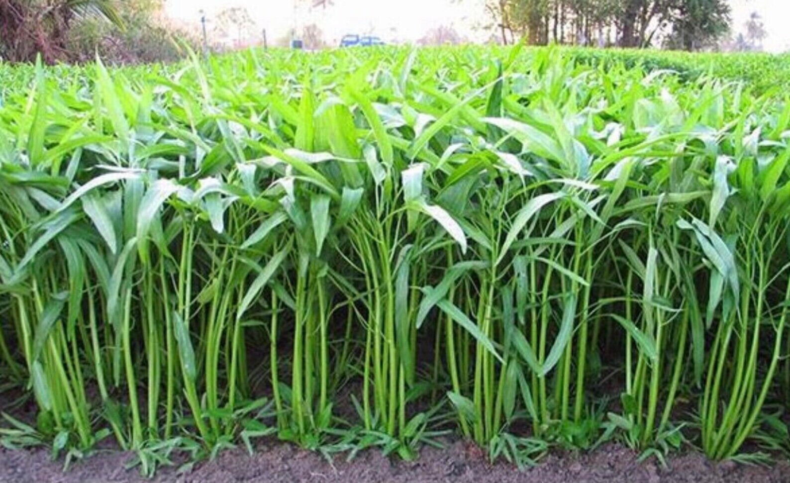 100+ Organic Thai Water Spinach Seeds Ong Choy Kang Kong Xin Cai , Hột ...