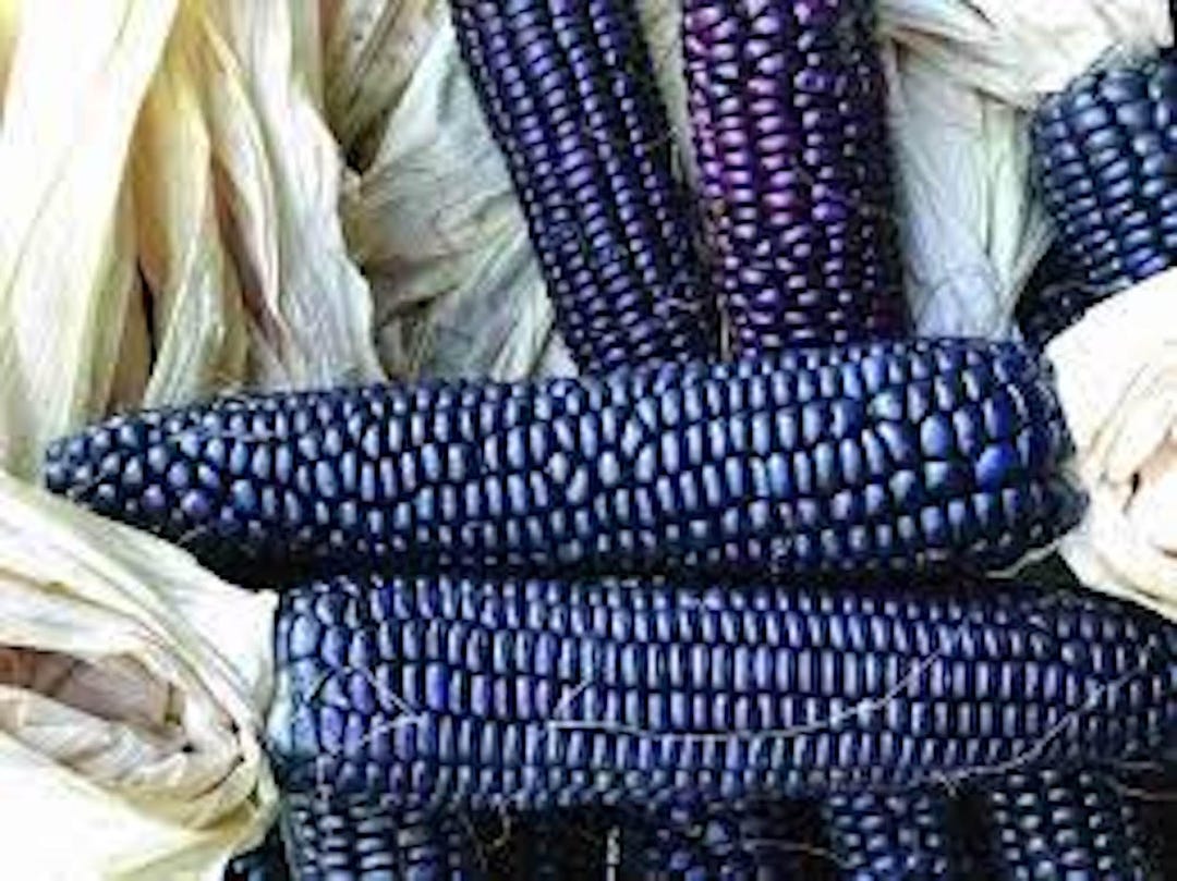 1/4 Lb Hopi Blue Improved Ornamental Corn Seeds - Gold Vault Bulk Seed ...