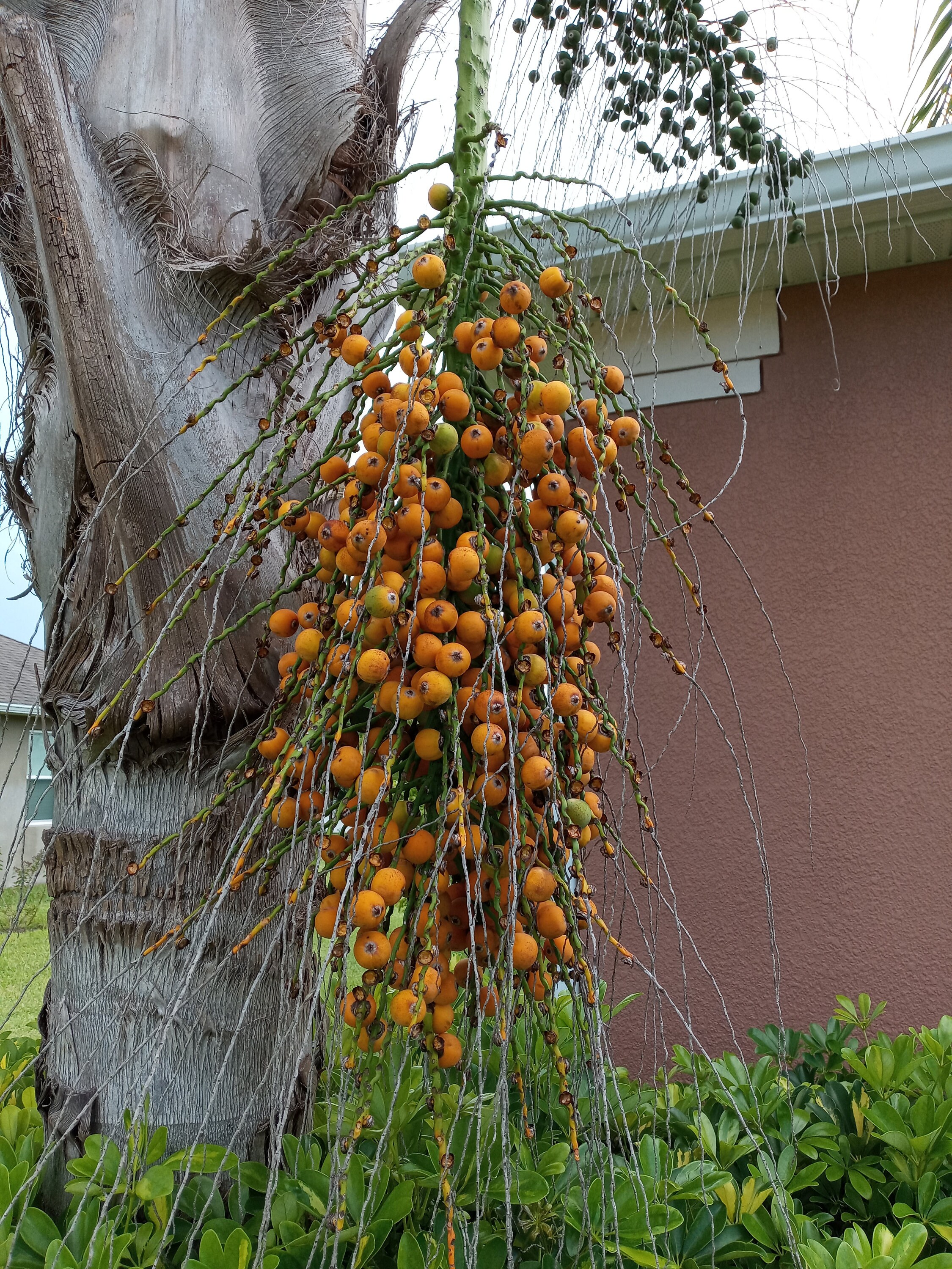 30 SEEDS Tropical Queen Palm Tree Syagrus Romanzoffiana, Cocos Palm - Etsy