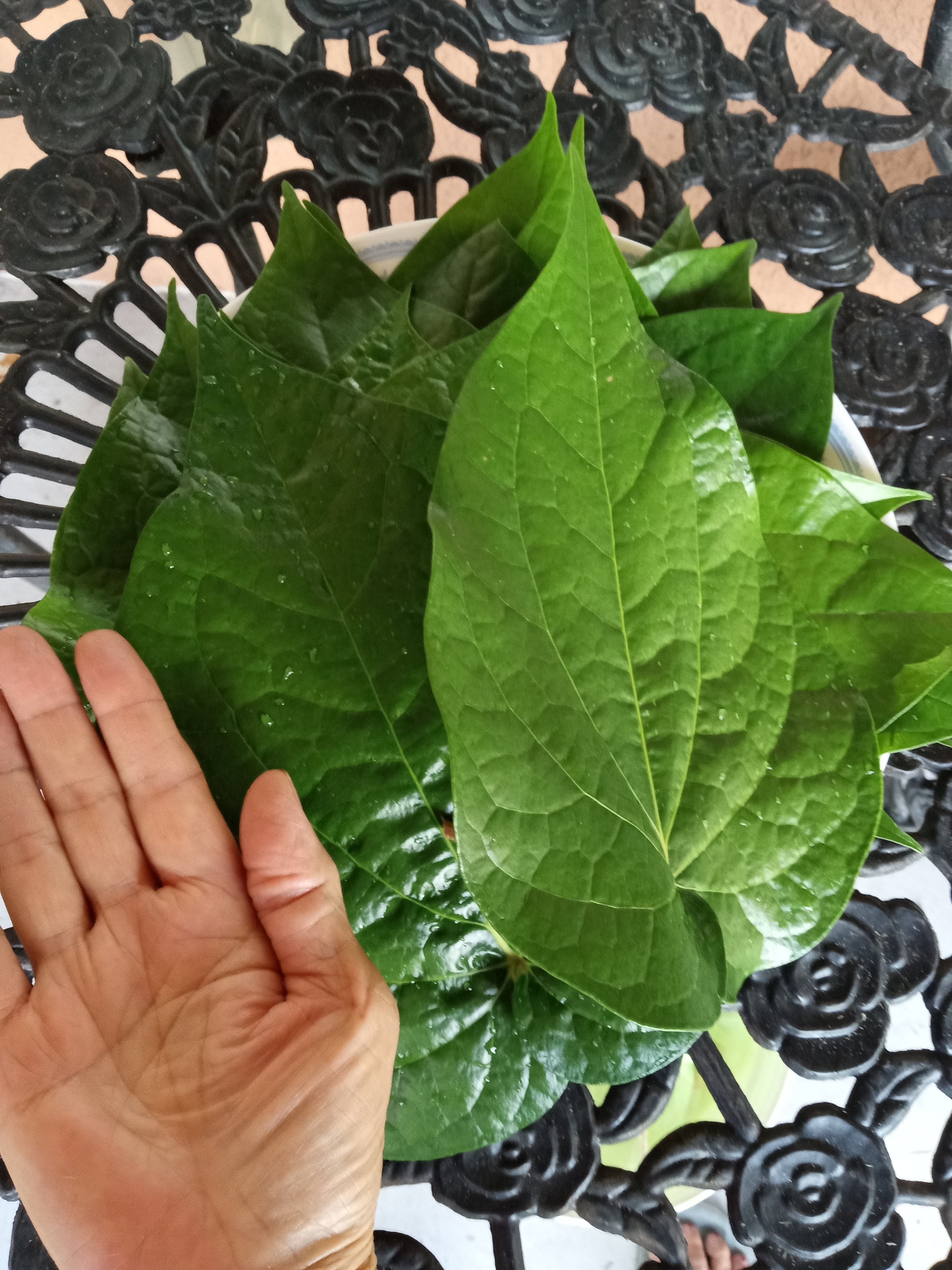 Fresh Organic 40-100 Betel Leaves Leaf (paan Patha, Pann, Piper Betel ...