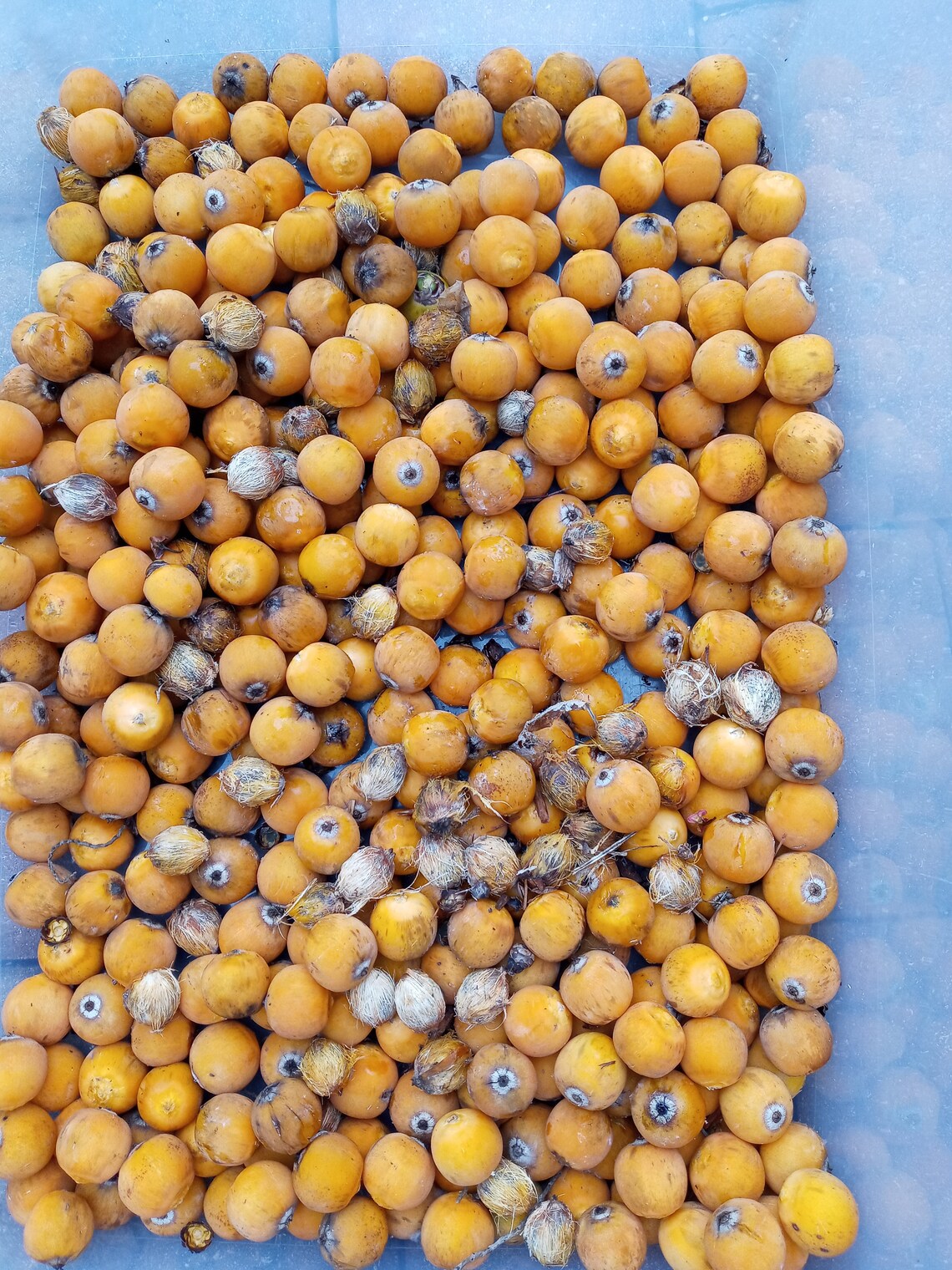 50 SEEDS Tropical Queen Palm Tree Syagrus Romanzoffiana, Cocos Palm - Etsy