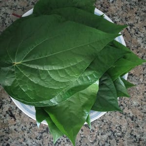 1-3 Organic Betel Leaf Plants, Paan, Piper Betle Vine, Barui, Bai Phu ...