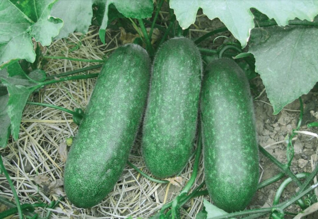10 Fuzzy Gourd, Hairy Gourd, Jointed Gourd Seeds, Bi Đao Chanh, Alu ...