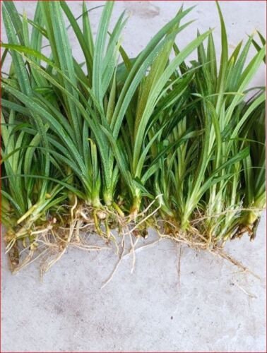 2 ( TWO) Rooted 8-12" Pandan Live Plants -pandanus Amaryllifolius - Cây ...