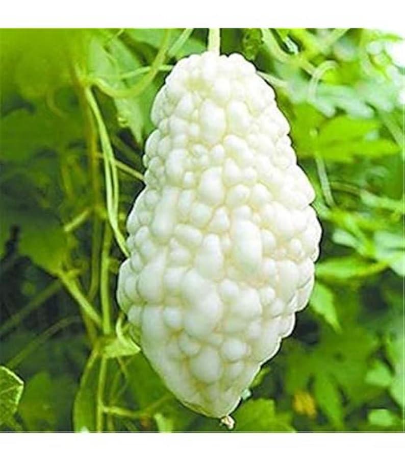 White or Green Skin Long Bitter Gourd Seeds - Karella, Kugua, Foo Qua ...