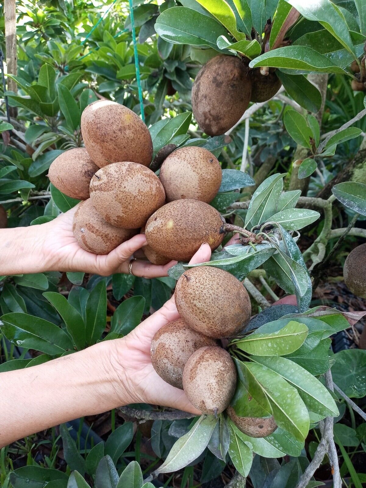 10 SEEDS Sapote Sapodilla Nispero Manilkara Zapota Chiku Makok Tropical ...