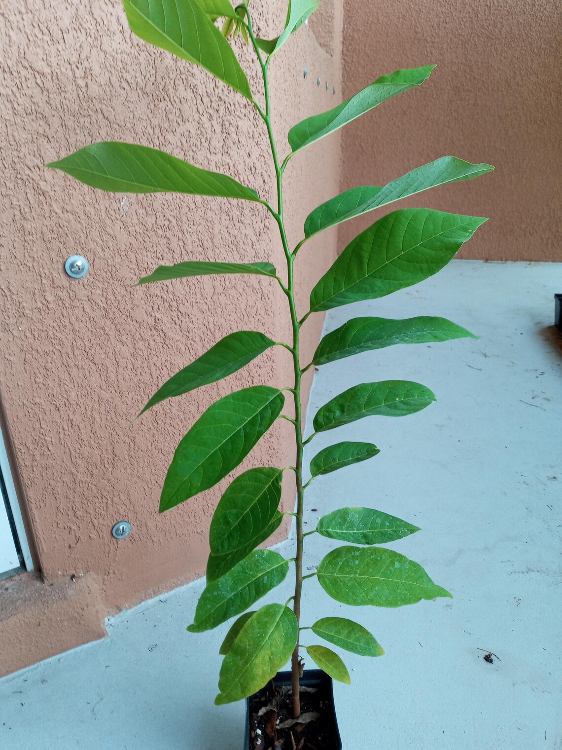 15-100 Sugar Apple Seeds, Tropical Organic Seeds, Exotic Fruit, Easy to ...