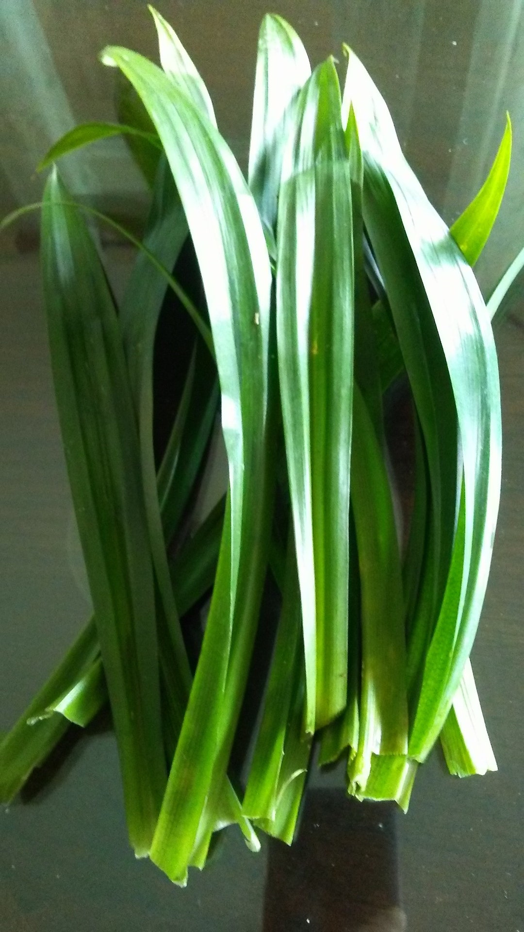 Organic Pandan Leaves (whole Leaves)/ Rampe Leaf Fresh /cut Natural ...