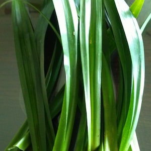 Organic Pandan Leaves (whole Leaves)/ Rampe Leaf Fresh /cut Natural ...