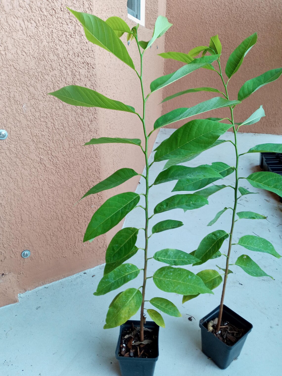 15-100 Sugar Apple Seeds, Tropical Organic Seeds, Exotic Fruit, Easy to ...