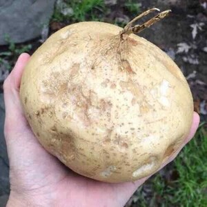 20-100 Jicama Seeds Vegetable Mexican Yam Bean Root, Hột Củ Sắn, 2026 ...