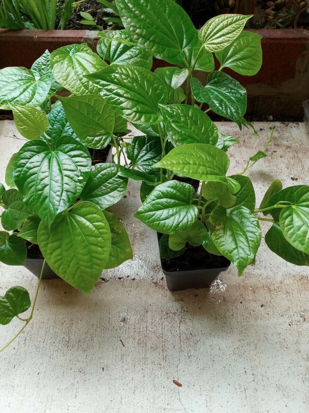 VIETNAMESE ORGANIC PIPER Lolot ( Lá Lốt ) Live Plants in 3.5" Pot. - Etsy